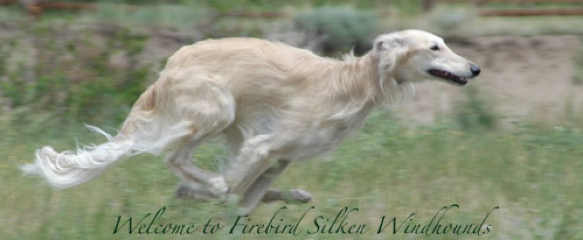 Firebird Silken Windhounds – Proud to be the debut breeder of these ...