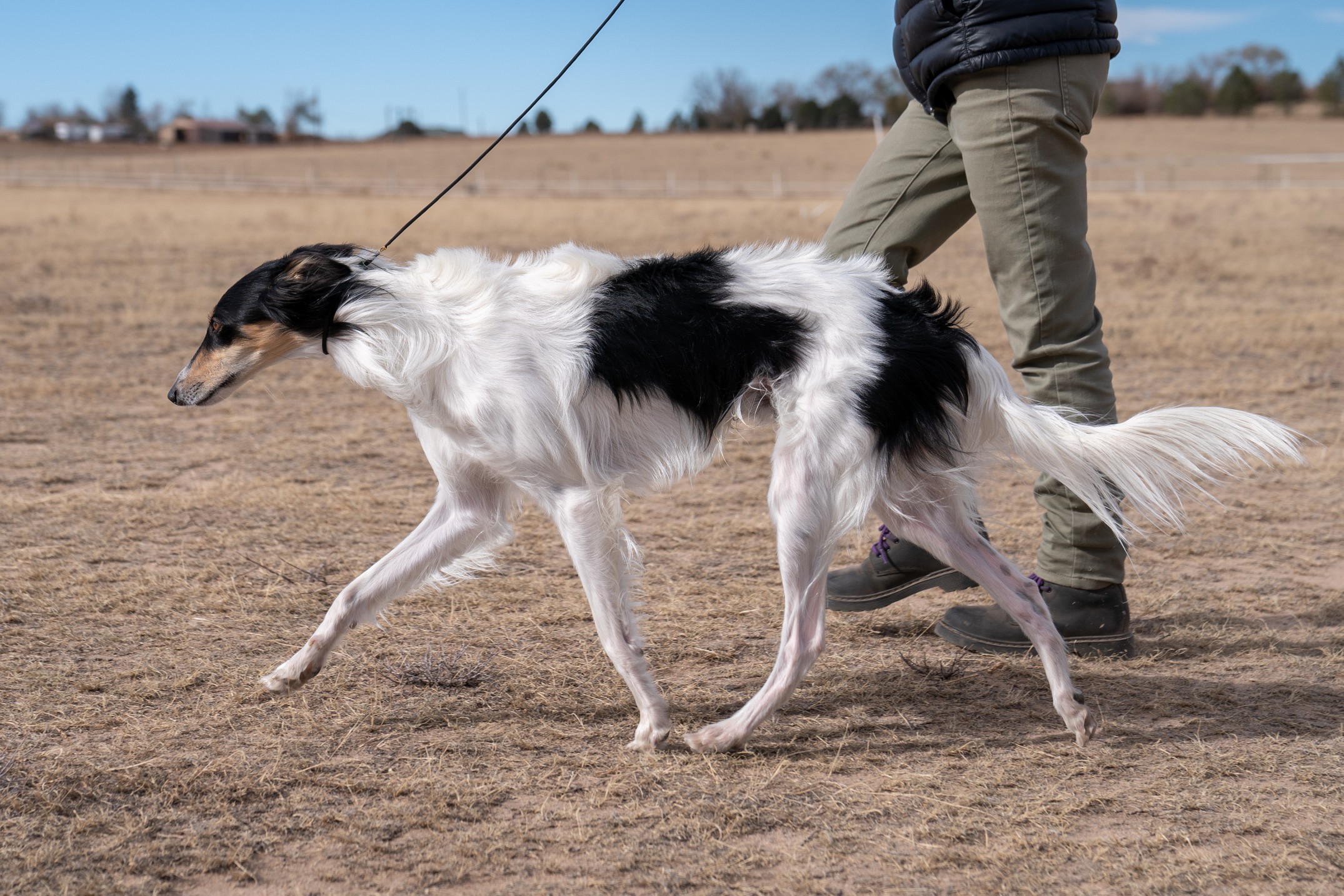 Our Hounds – Firebird Silken Windhounds